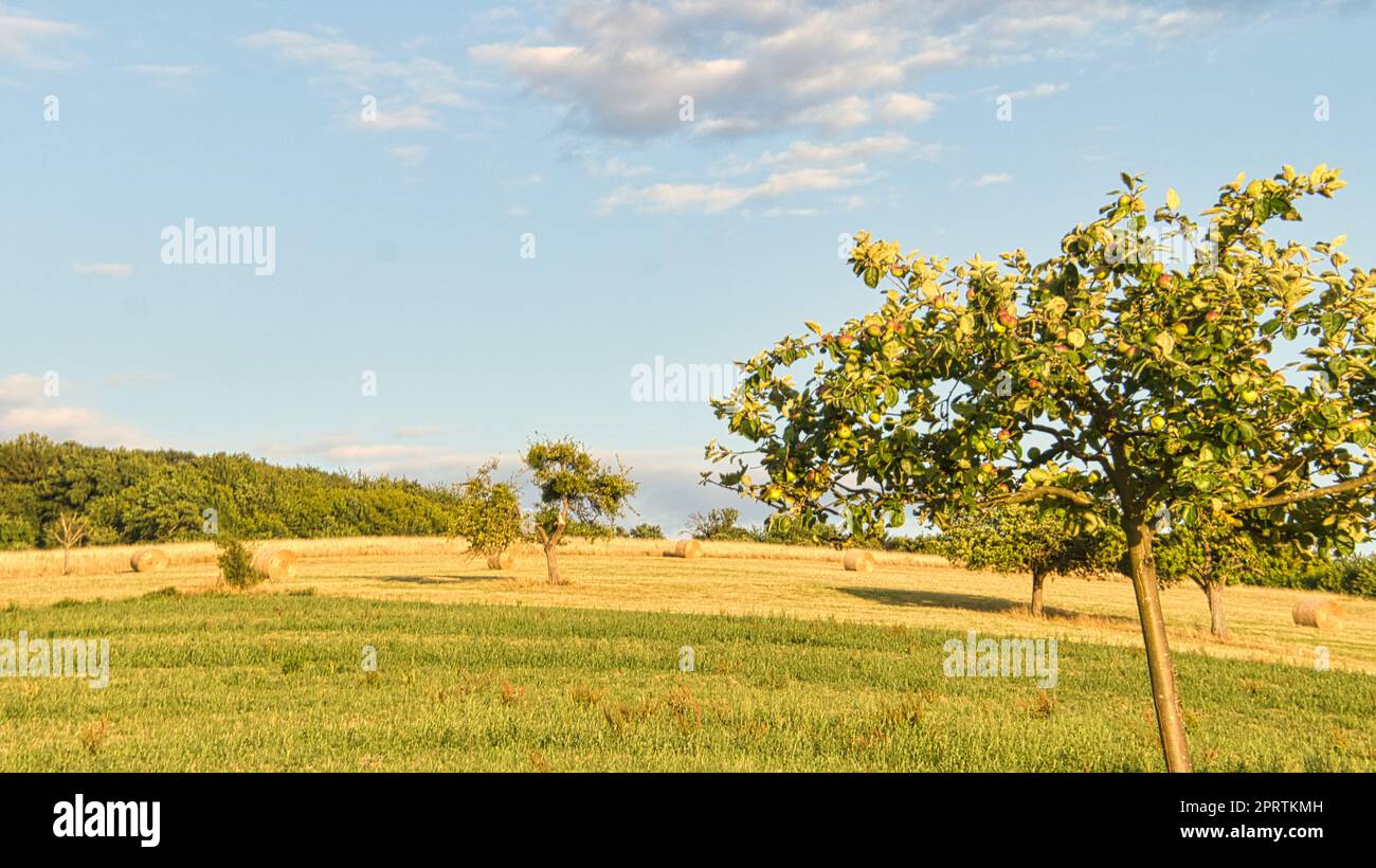 Apple trees in a meadow in front of a field on which straw bales ...