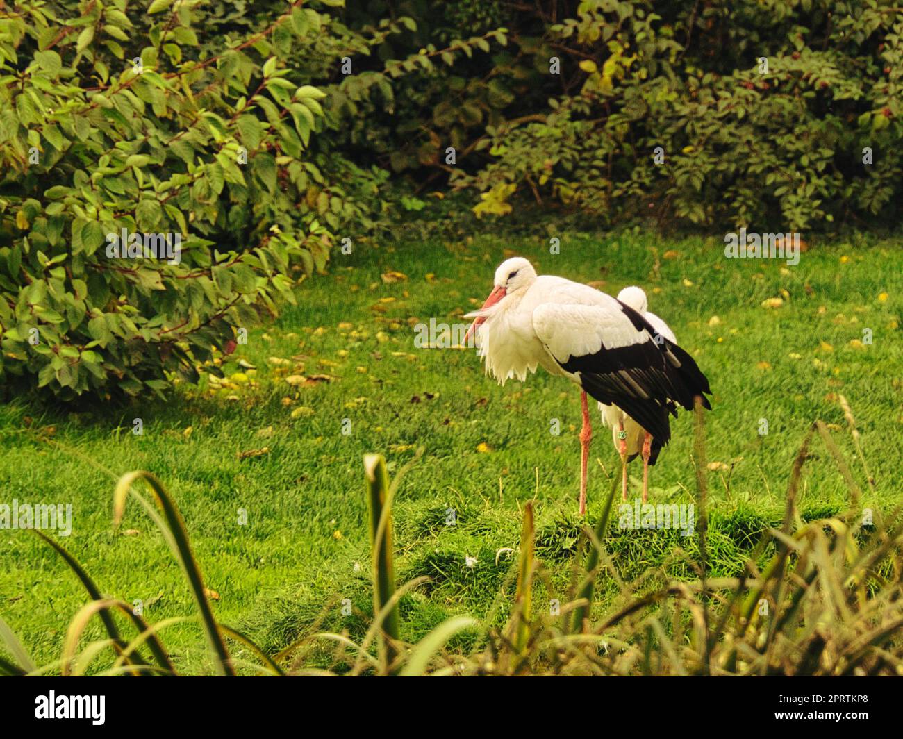 storks on a grass meadow. elegant in black and white plumage Stock ...