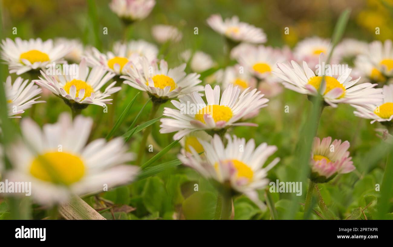 Daisy field with much bokeh on a meadow. Many flowers in ground view ...