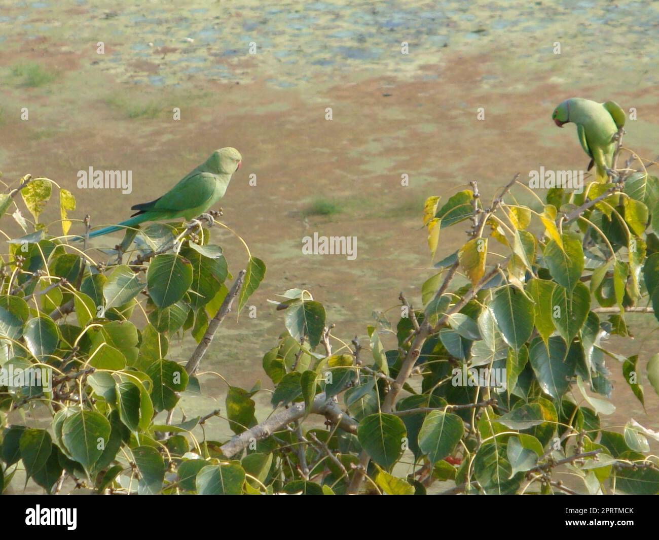 Tropical and subtropical regions hi-res stock photography and images ...