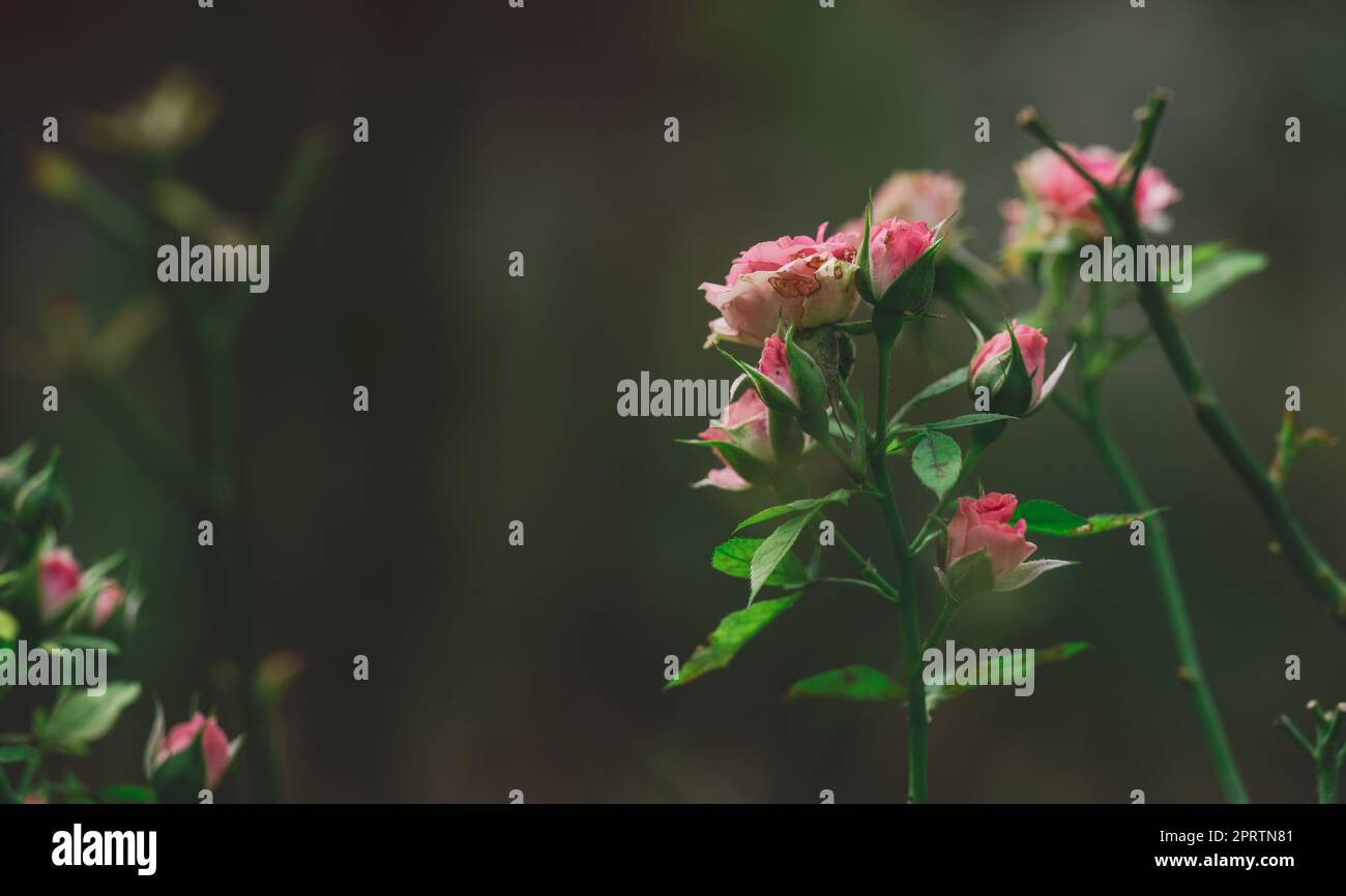 Up close roses hi-res stock photography and images - Alamy