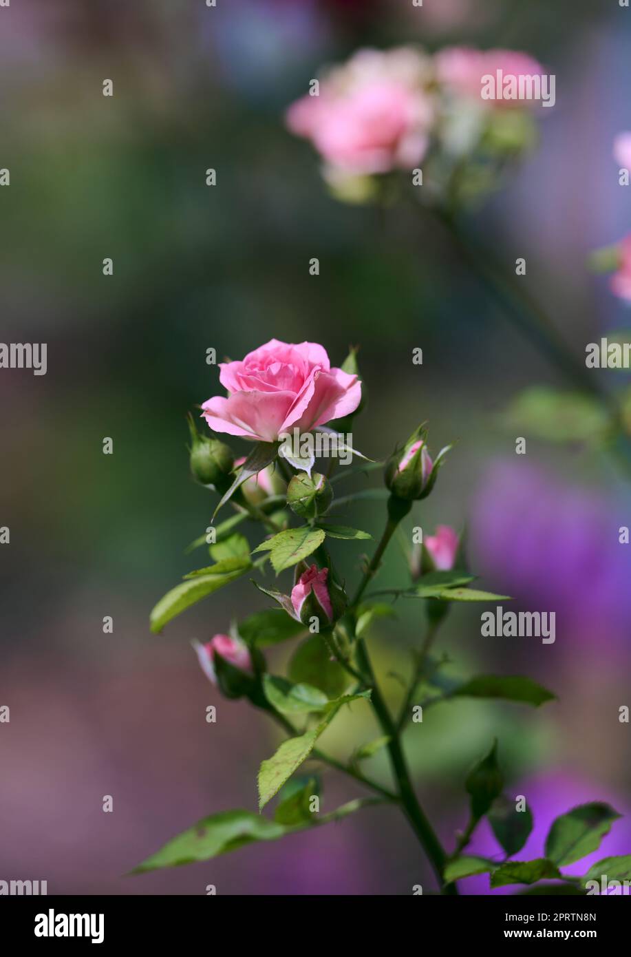 Up close roses hi-res stock photography and images - Alamy