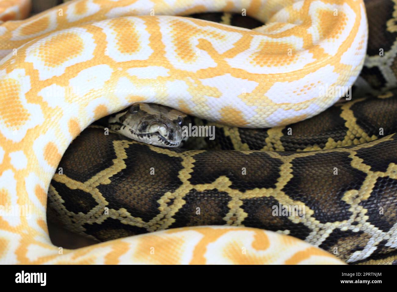 black and white snake as nice background Stock Photo - Alamy