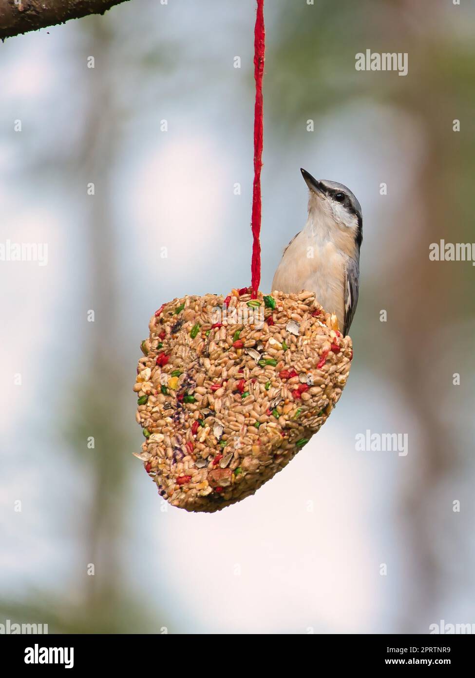 Nuthatch, observed at a feeder heart feeding in the forest. Small gray ...