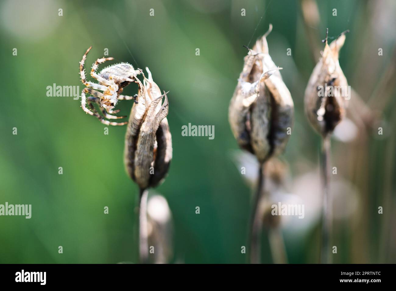 Cross spider crawling on a spider thread to a plant. A useful hunter ...