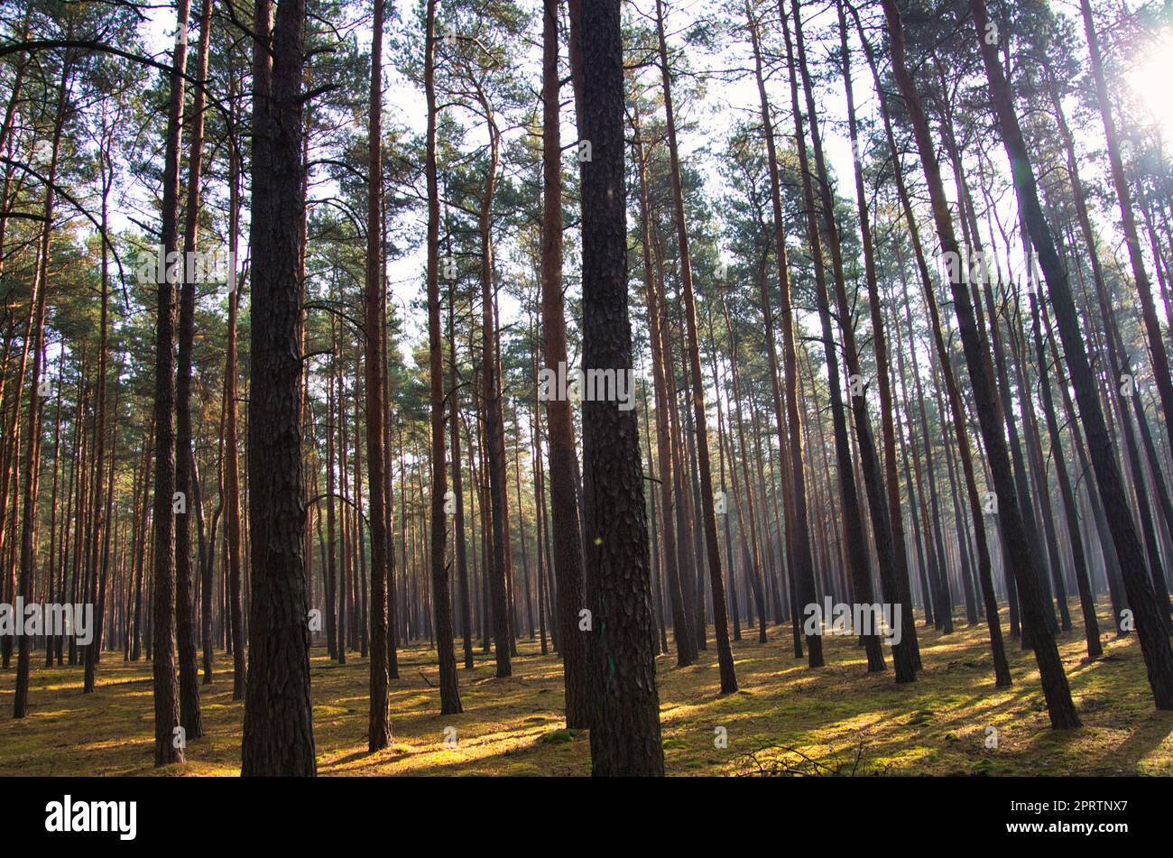 Sunlight falling through a forest of pine trees. Trees and moss on the ...