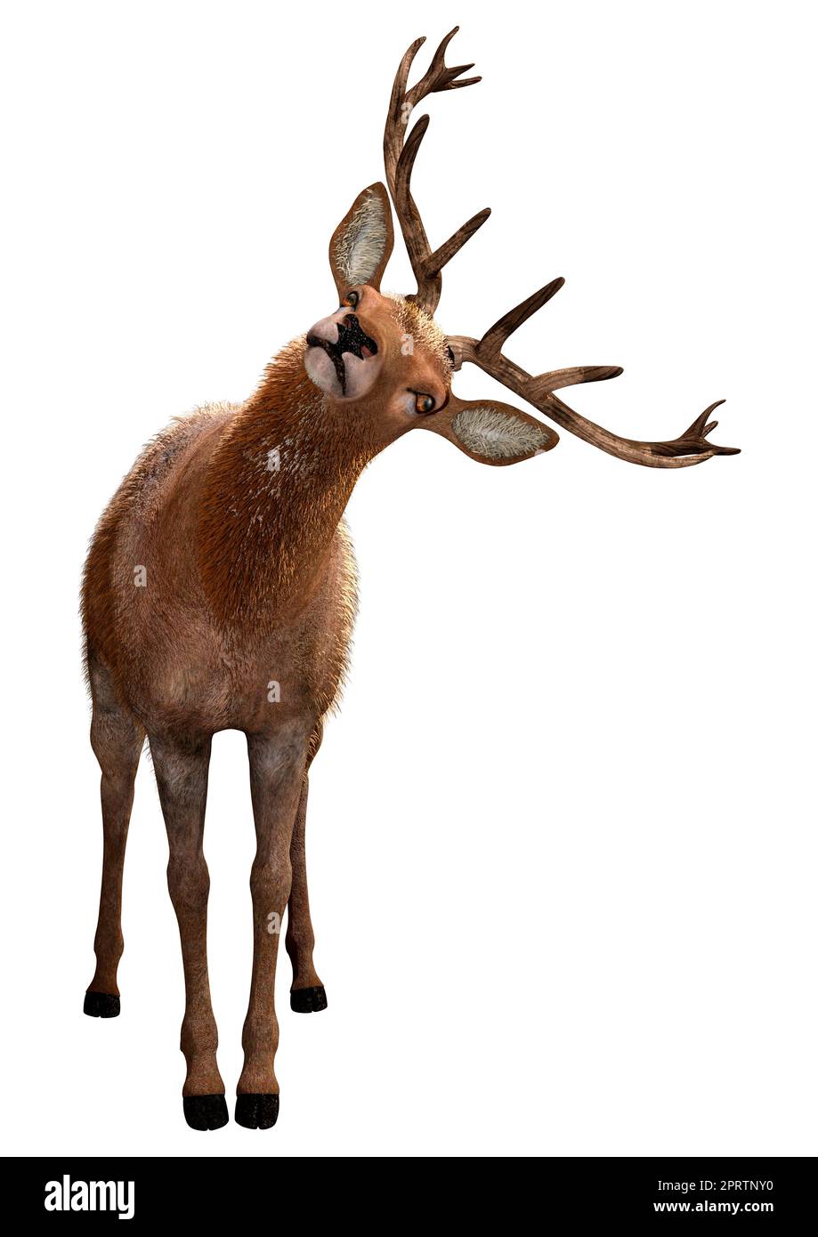 3D rendering of a male deer isolated on white background Stock Photo ...