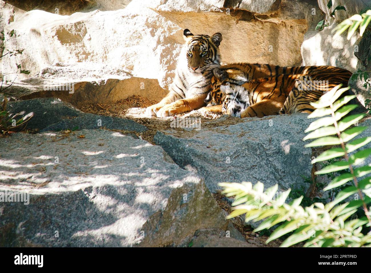 Three tiger cubs lying to rest. Striped fur of the elegant predators ...