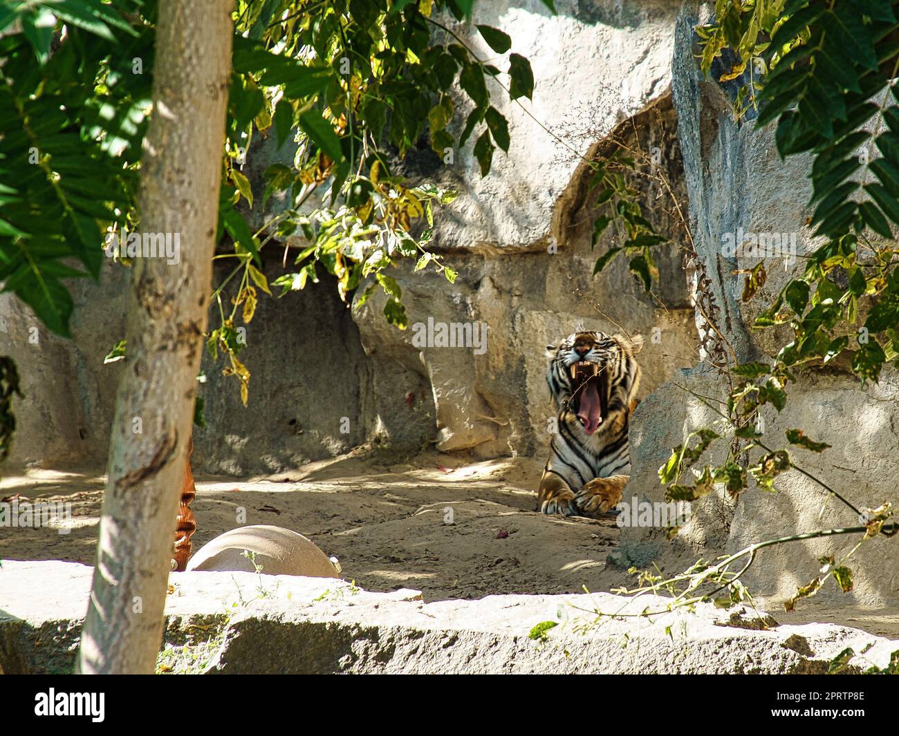 Tiger between trees and rock. Striped coat of elegant predators. Big ...