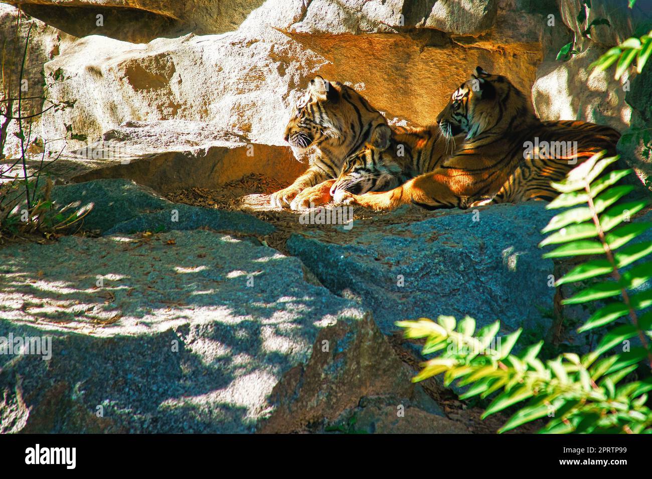 Three tiger cubs lying to rest. Striped fur of the elegant predators ...
