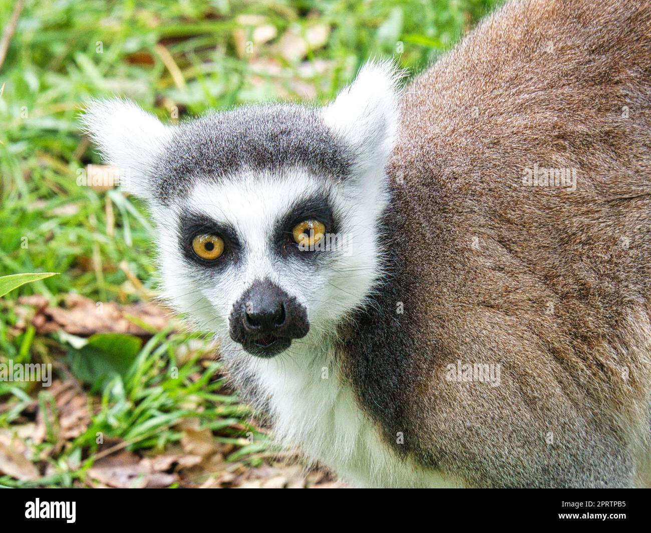 Maki monkey on the ground looking at the viewer. interested and playful ...