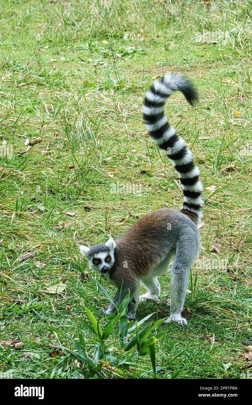 Maki monkey on the ground looking at the viewer. interested and playful ...