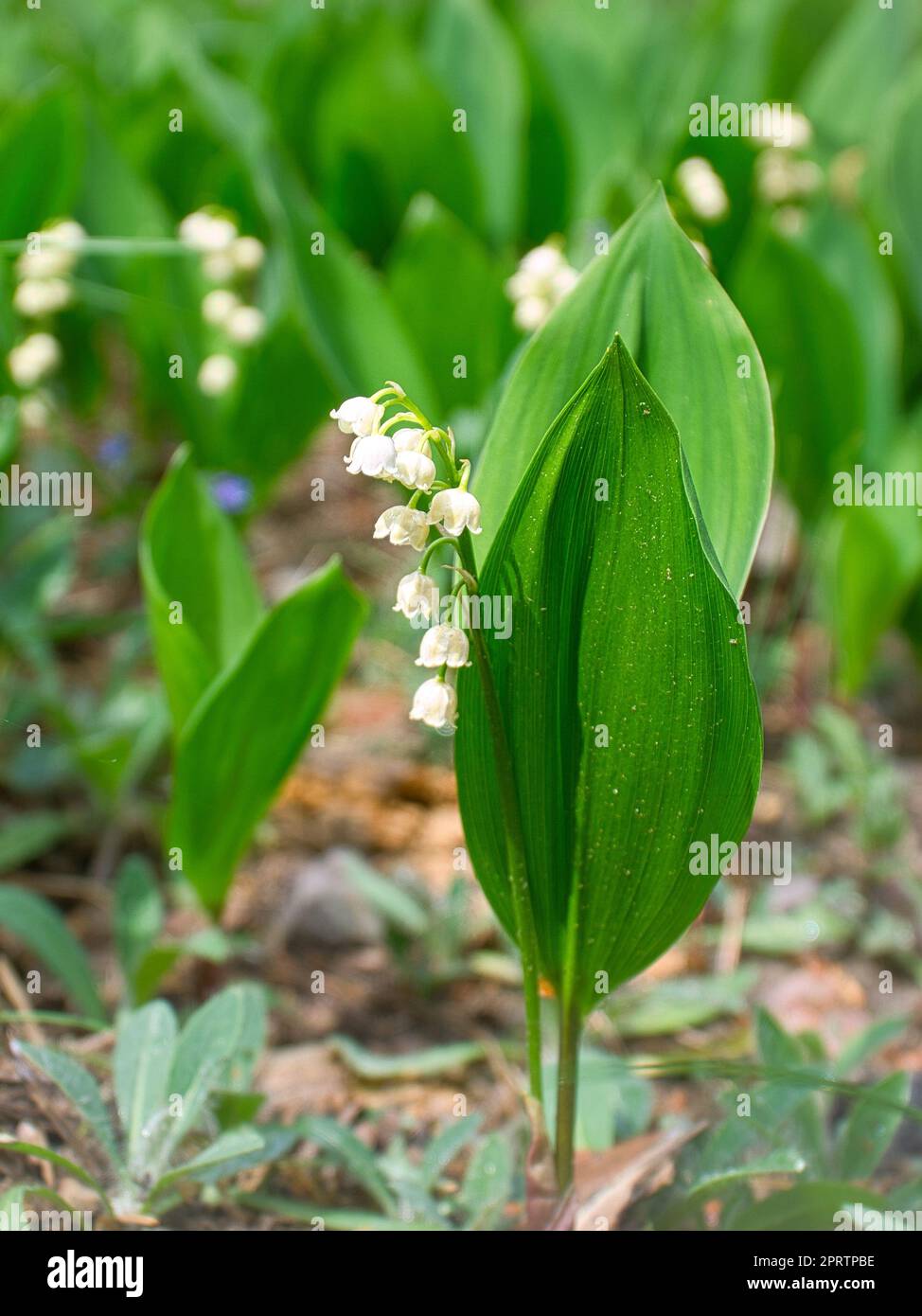 Bloomers valley hi-res stock photography and images - Alamy