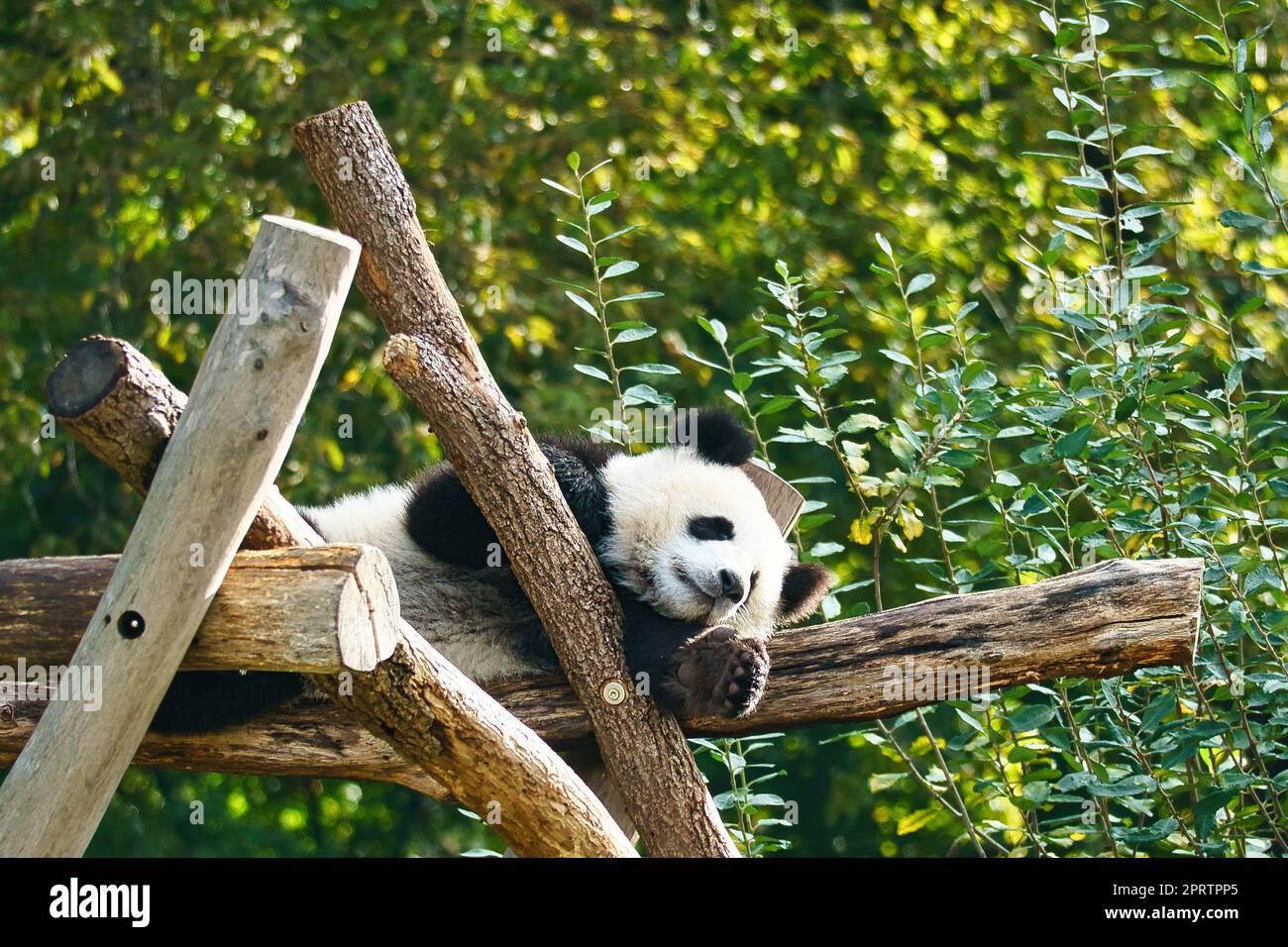 Giant panda lying on tree trunks in the high. Endangered mammal from ...