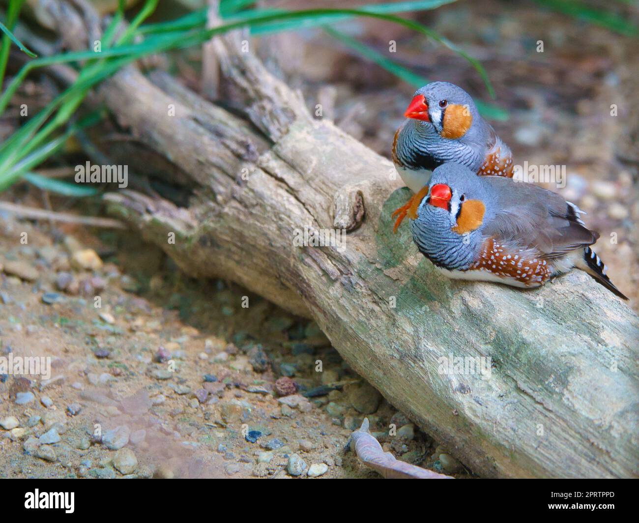 zebra finch couple in love cuddling on a tree trunk. romantic and cute ...