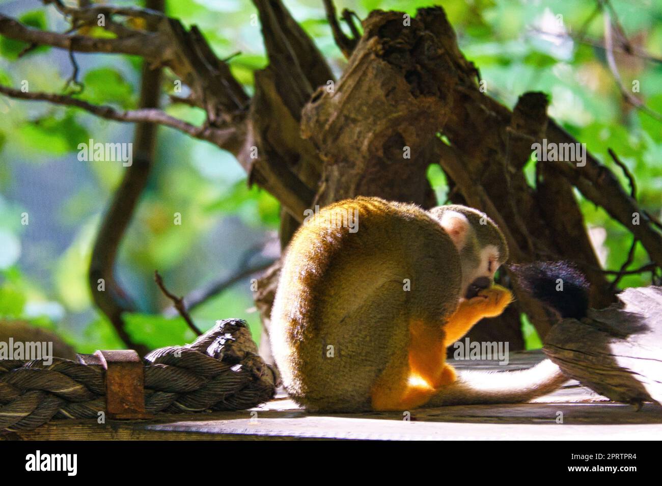 Squirrel monkey sitting on a platform and taking food. On a tree ...