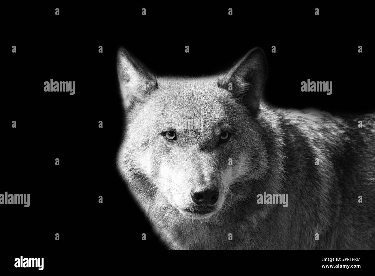 Siberian wolf in portrait. Predator looking at the viewer. Mammal ...