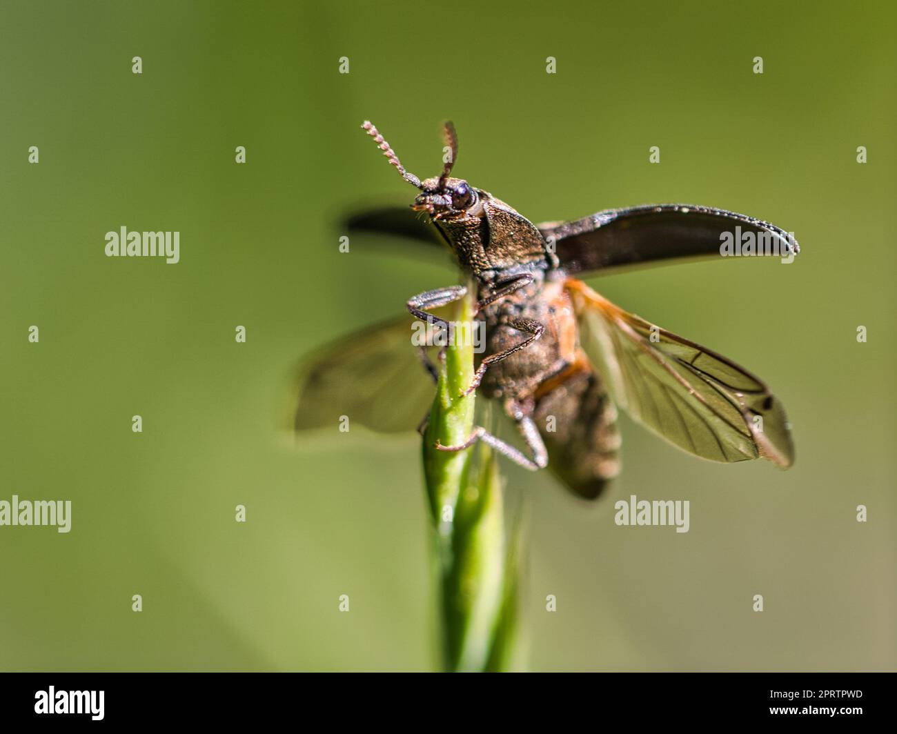 Detailed beetle hi-res stock photography and images - Alamy