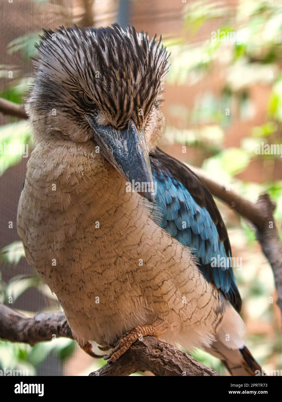 laughing hans on a branch. Beautiful colorful plumage of the Australian ...