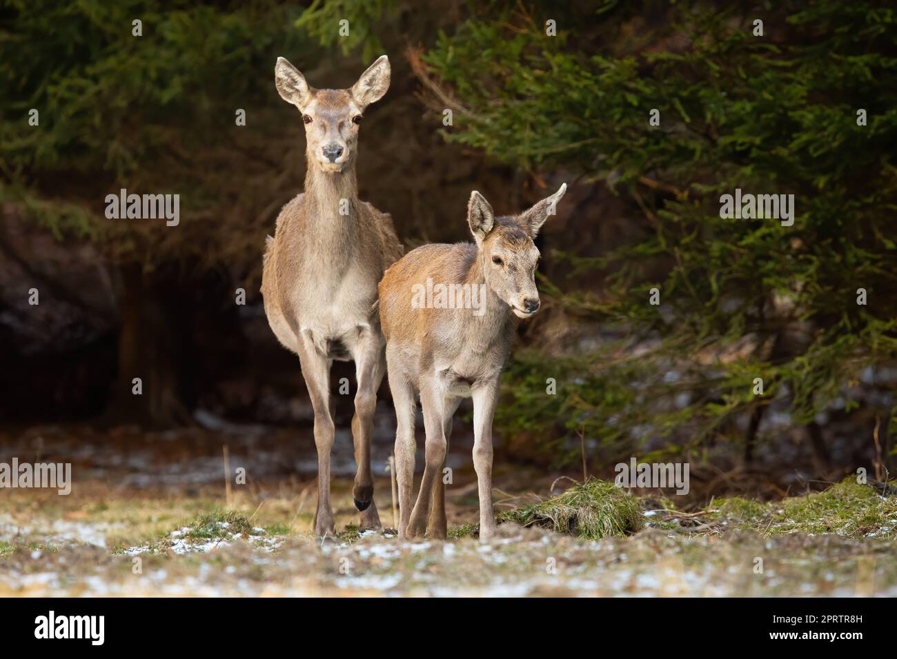 Red deer, cervus elaphus, hind and fawn approaching on a glade in ...