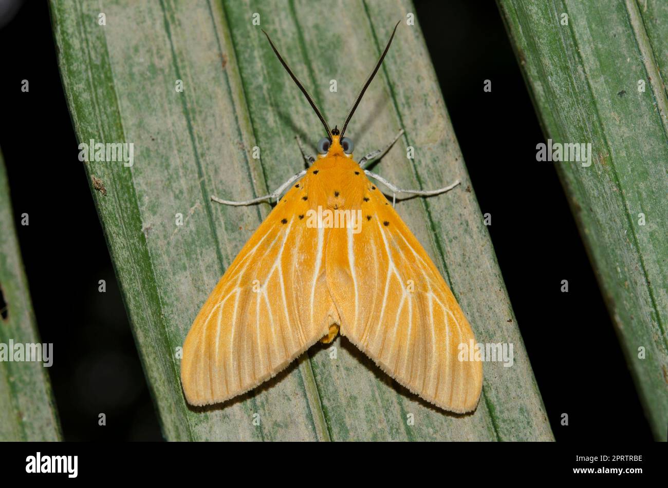 Noctuoid moth hi-res stock photography and images - Alamy