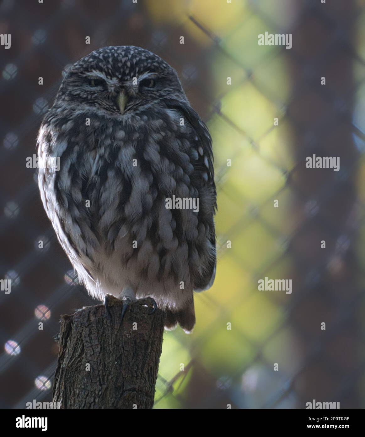 a small kautz on a tree trunk Stock Photo - Alamy