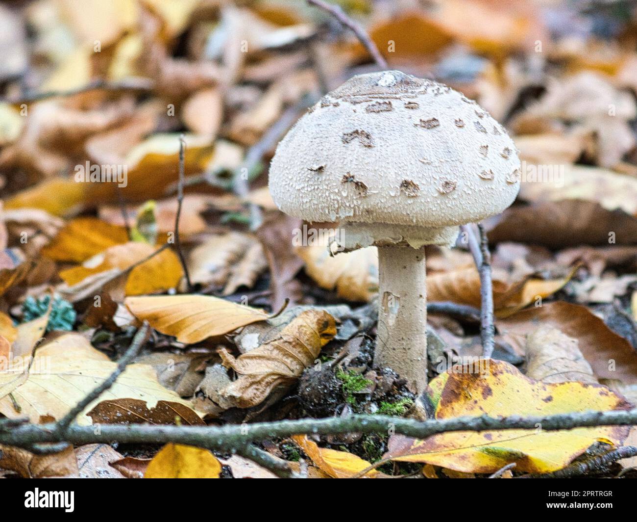 mushroom in the deciduous forest discovered while looking Stock Photo ...