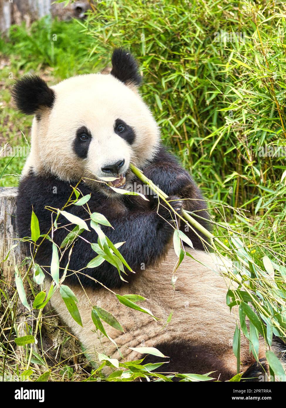 big panda sitting eating bamboo. Endangered species. Black and white ...