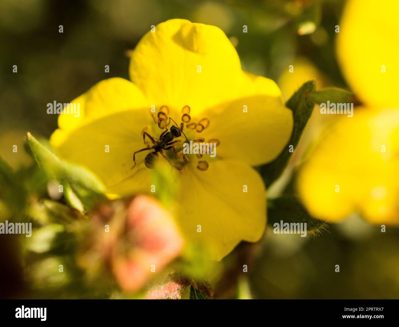 Ant collecting food in close up Stock Photo - Alamy