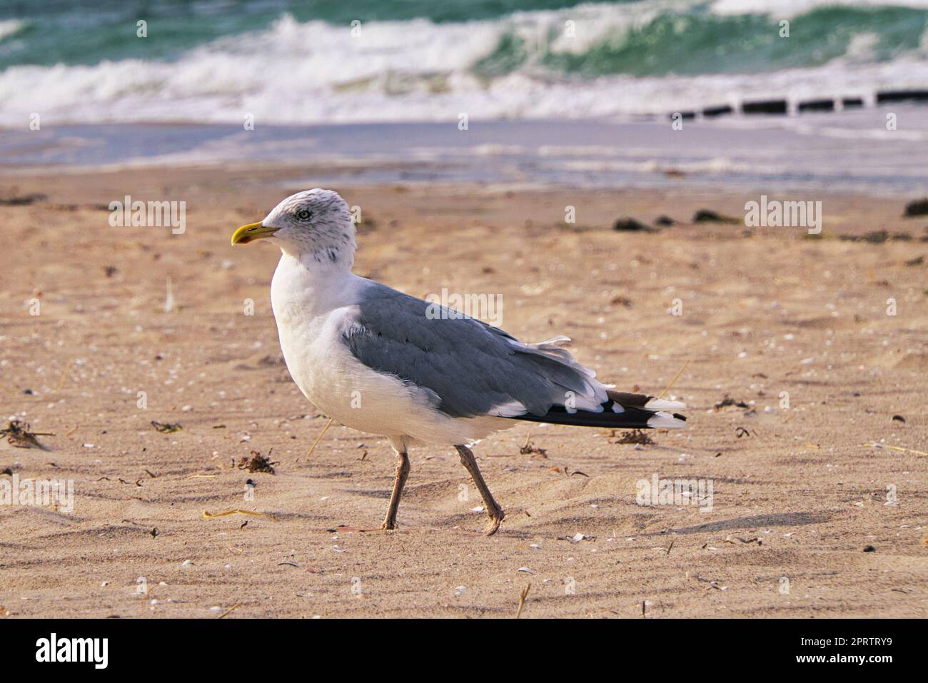 Sea beach animals hi-res stock photography and images - Alamy