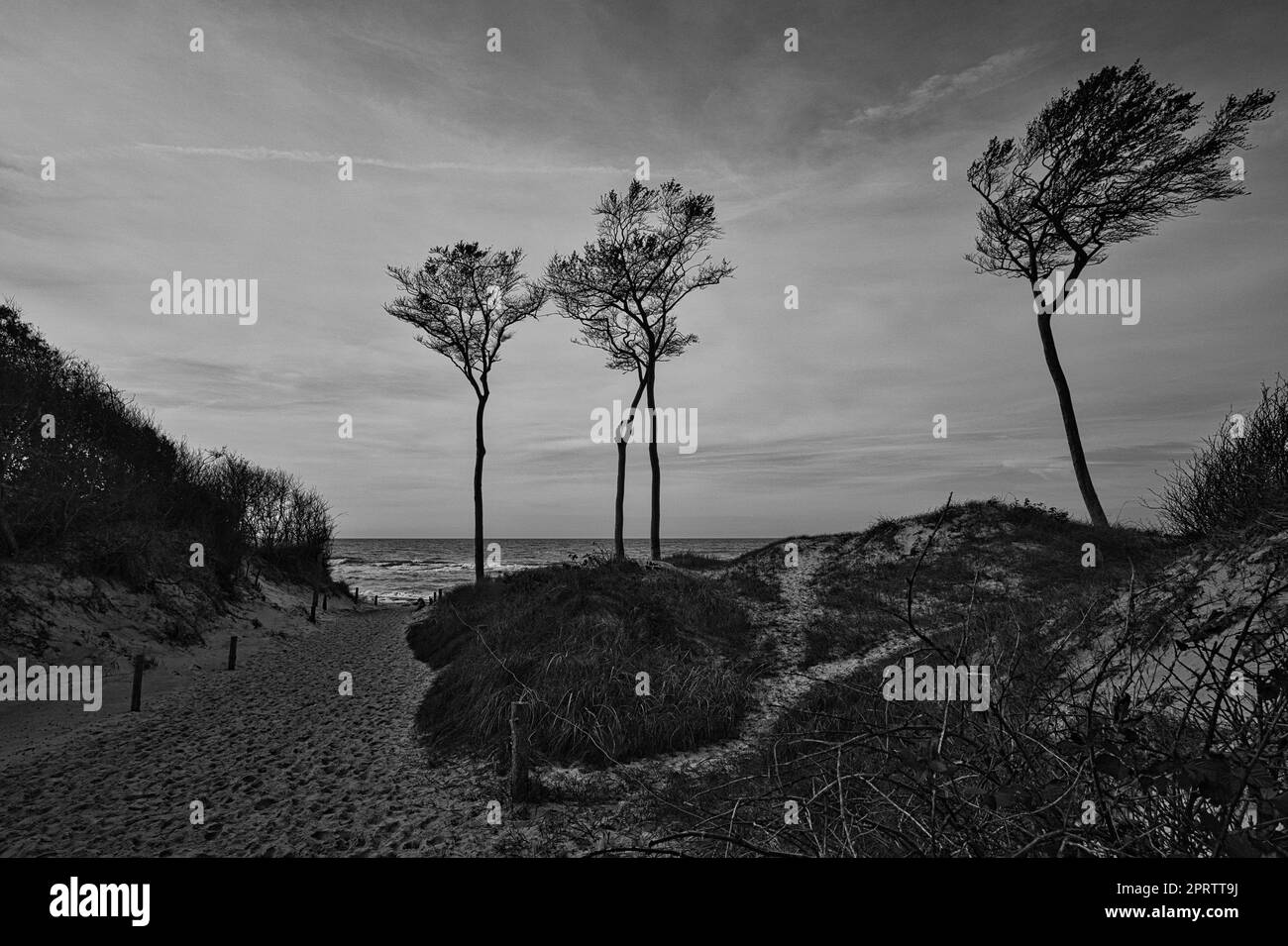 On beach dune baltic Black and White Stock Photos & Images - Alamy