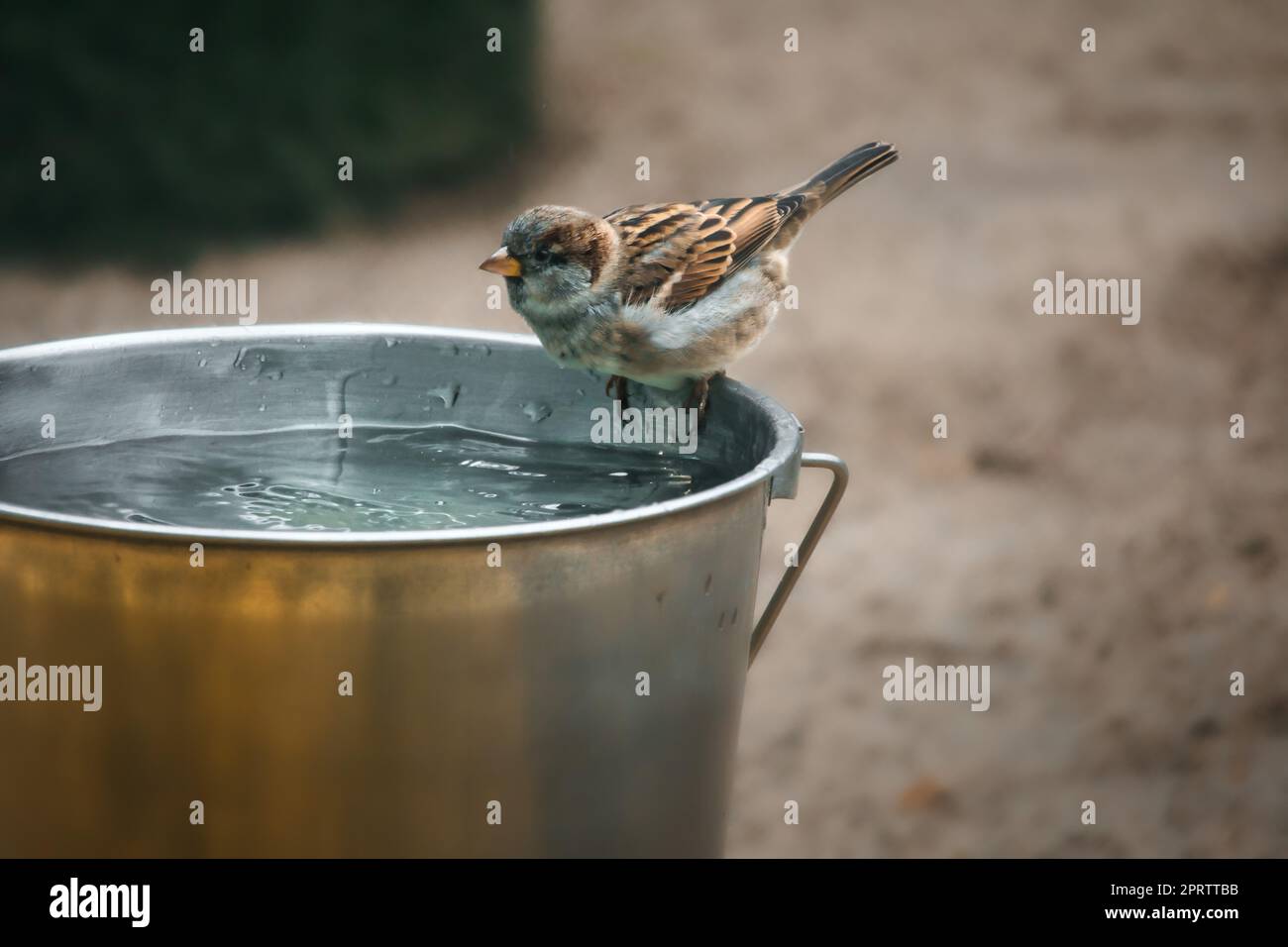 Sparrow bathing at a water bucket. endangered species. cute little bird ...