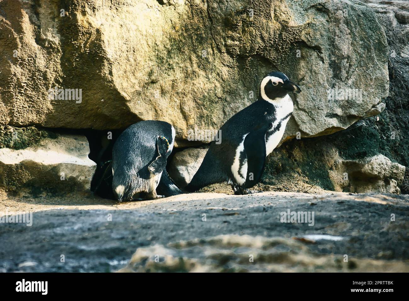 Penguin on rocks. Small water bird. Black and white plumage of sea bird ...