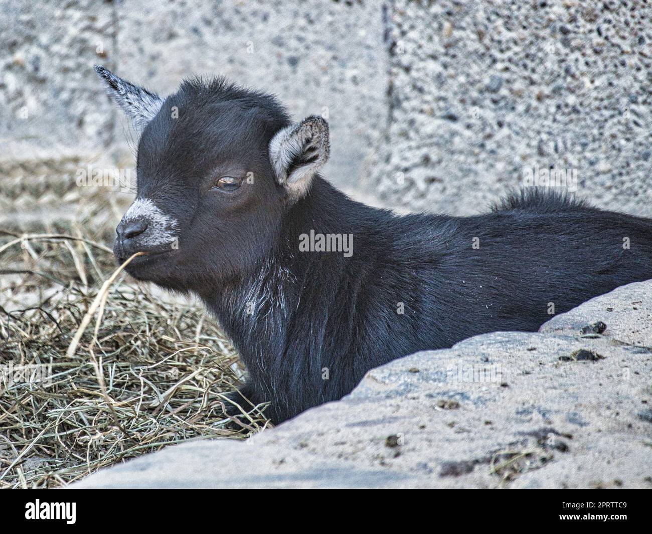 young goats in berlin petting zoo. totally playful Stock Photo - Alamy