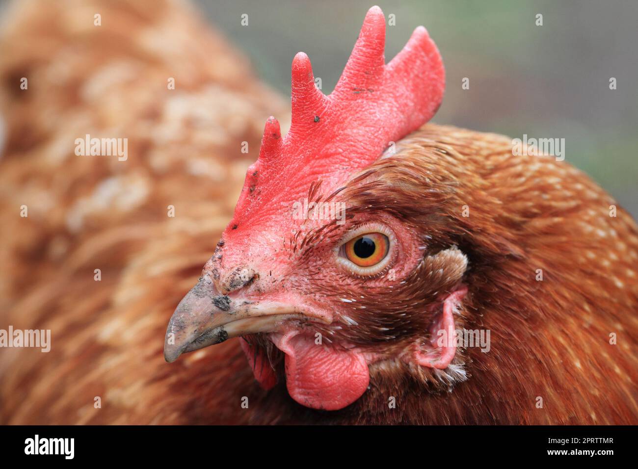 Hen head hi-res stock photography and images - Alamy