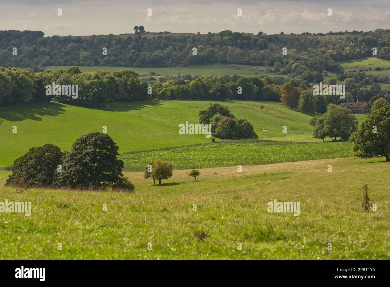The South Downs countryside at Findon near Worthing in West Sussex ...