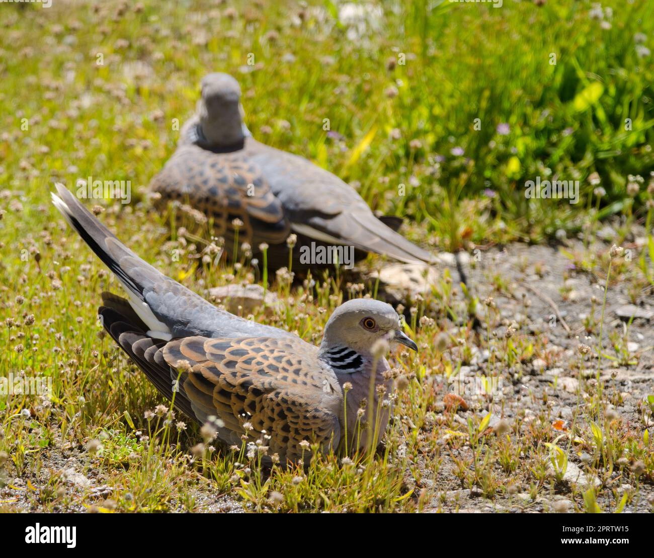 Two turtle doves hi-res stock photography and images - Alamy