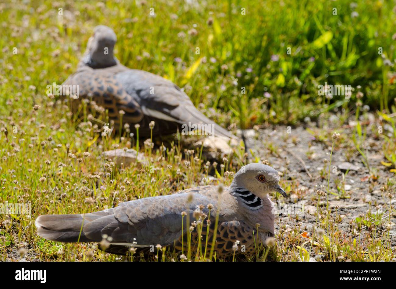 European turtle doves sunbathing Stock Photo - Alamy