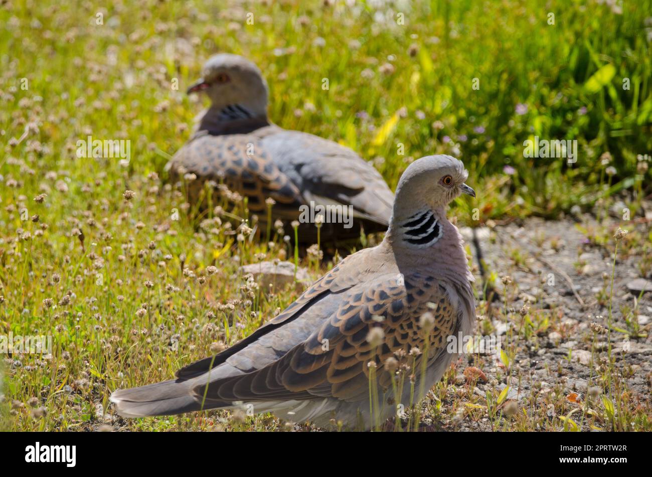 Two turtle doves hi-res stock photography and images - Alamy