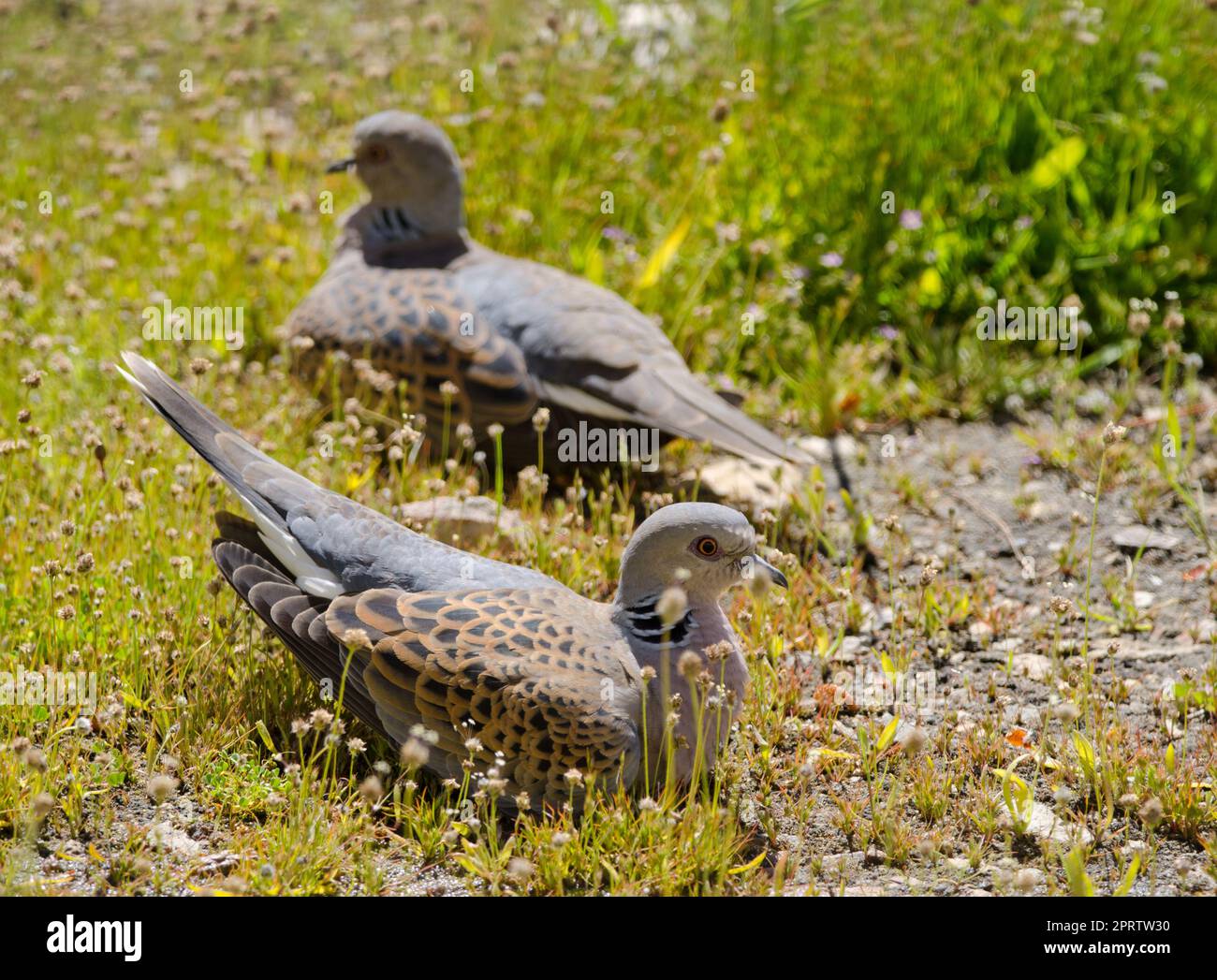 European turtle doves sunbathing Stock Photo - Alamy
