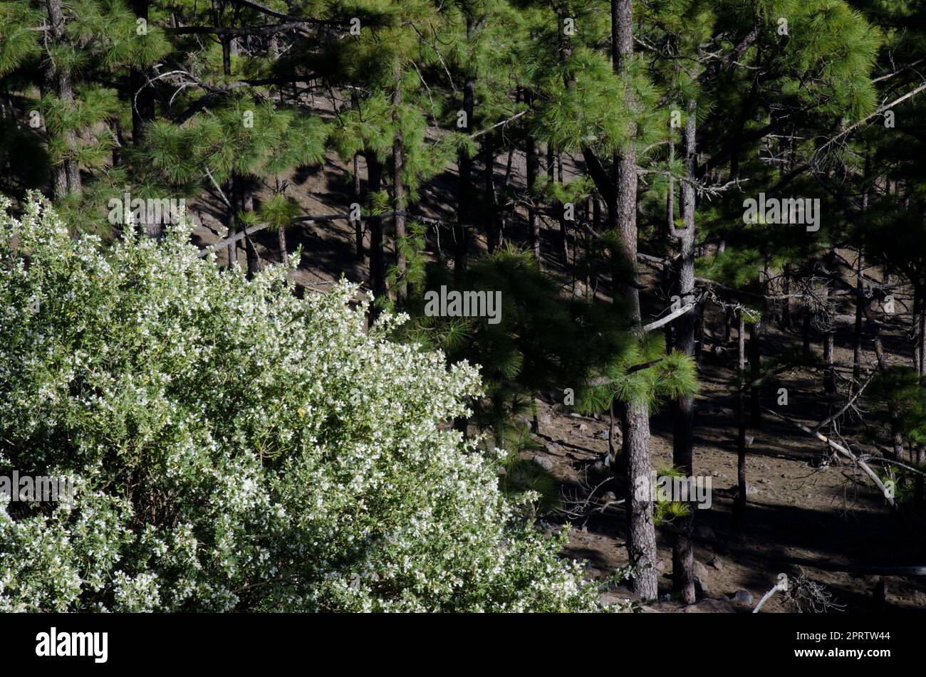 Tree lucerne in flower in a forest of Canary Island pine Stock Photo ...