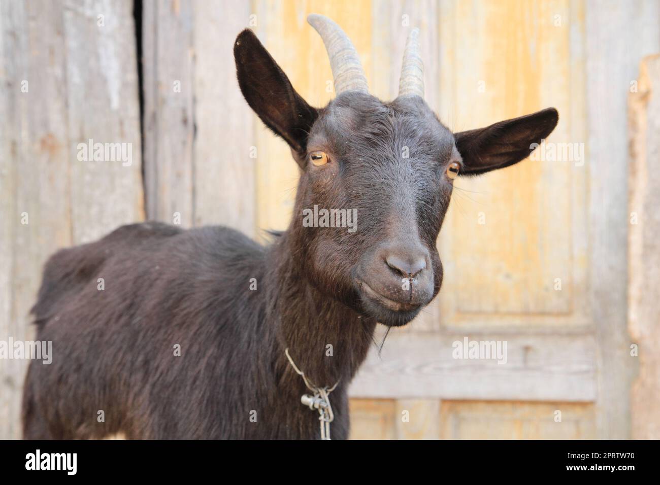 black goat head as portrait form home farm Stock Photo - Alamy