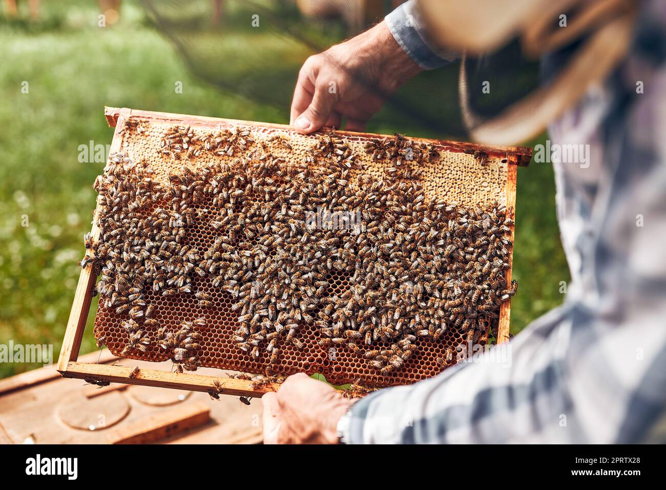 Beekeeper working in apiary. Drawing out the honeycomb from the hive ...