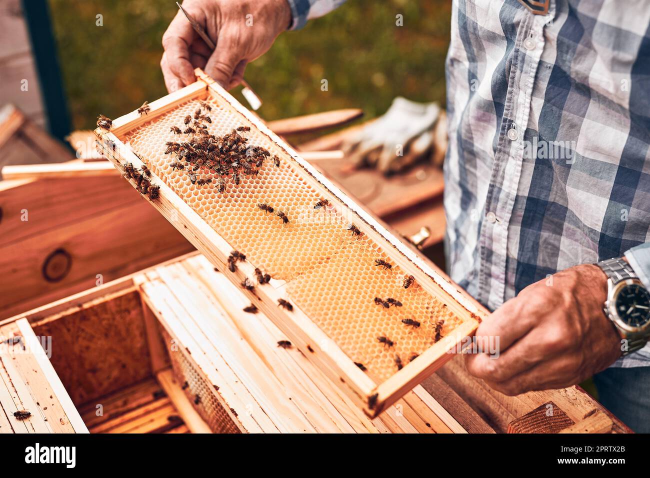 Beekeeper working in apiary. Drawing out the honeycomb from the hive ...