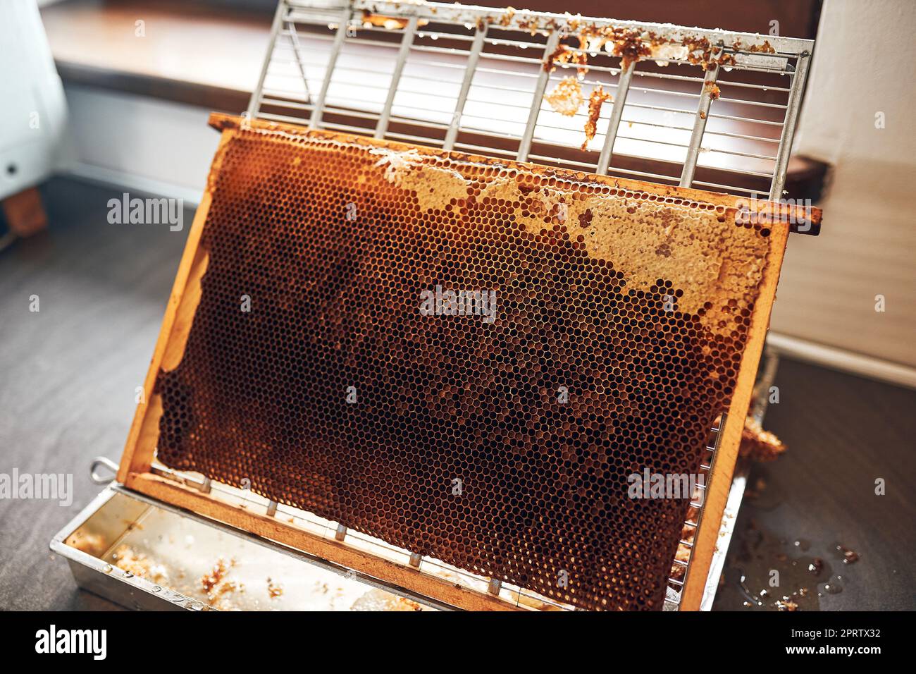 Honey production. Working in apiary. Honeycomb from hive. Harvest time ...