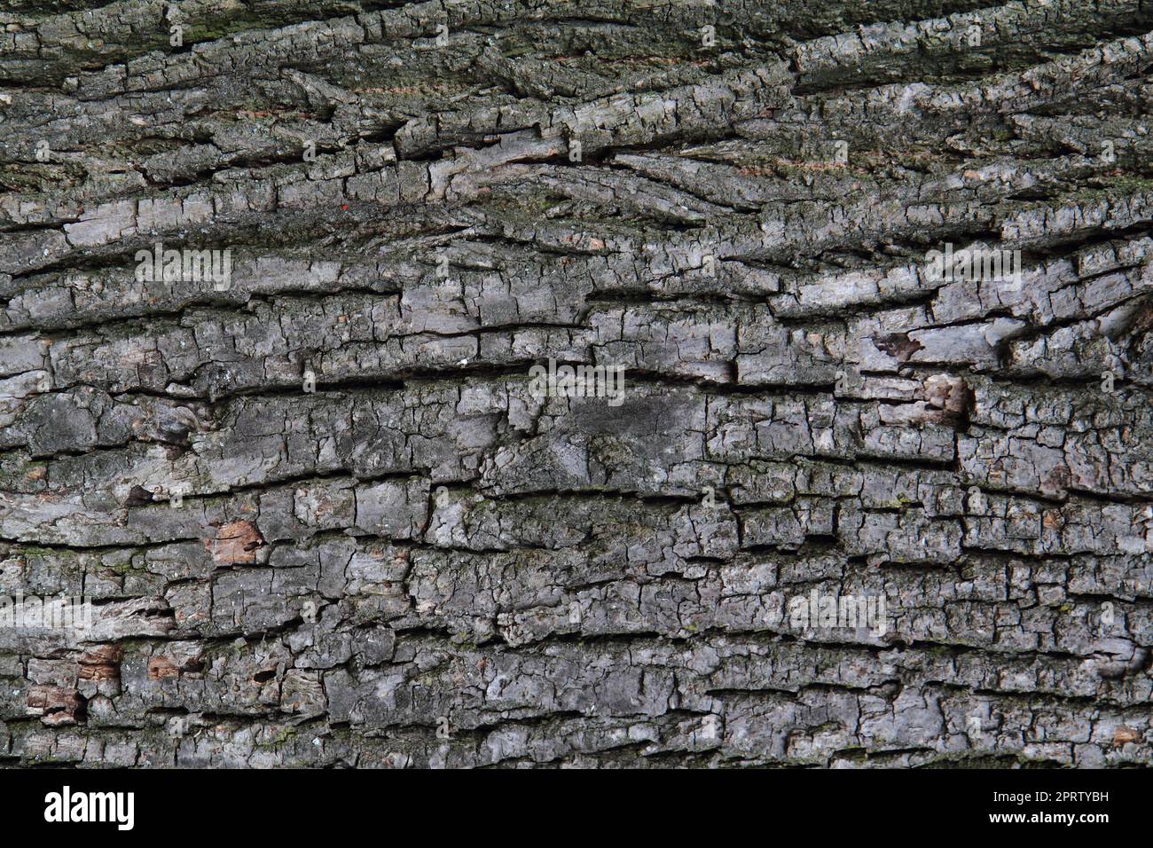 gray bark texture as very nice background Stock Photo - Alamy