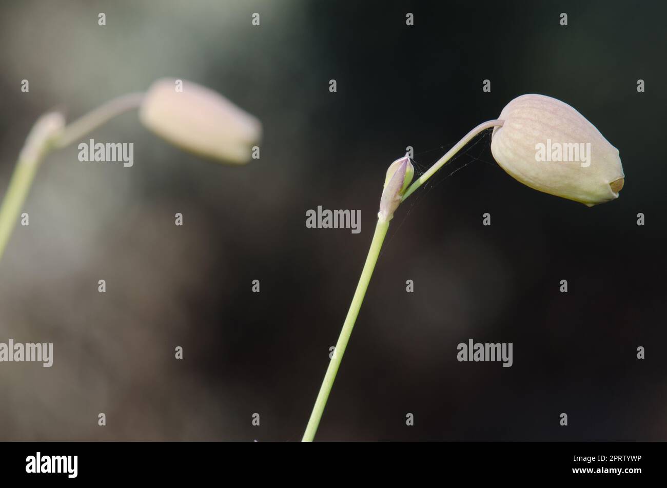 Buds of bladder campion Silene vulgaris. Integral Natural Reserve of ...