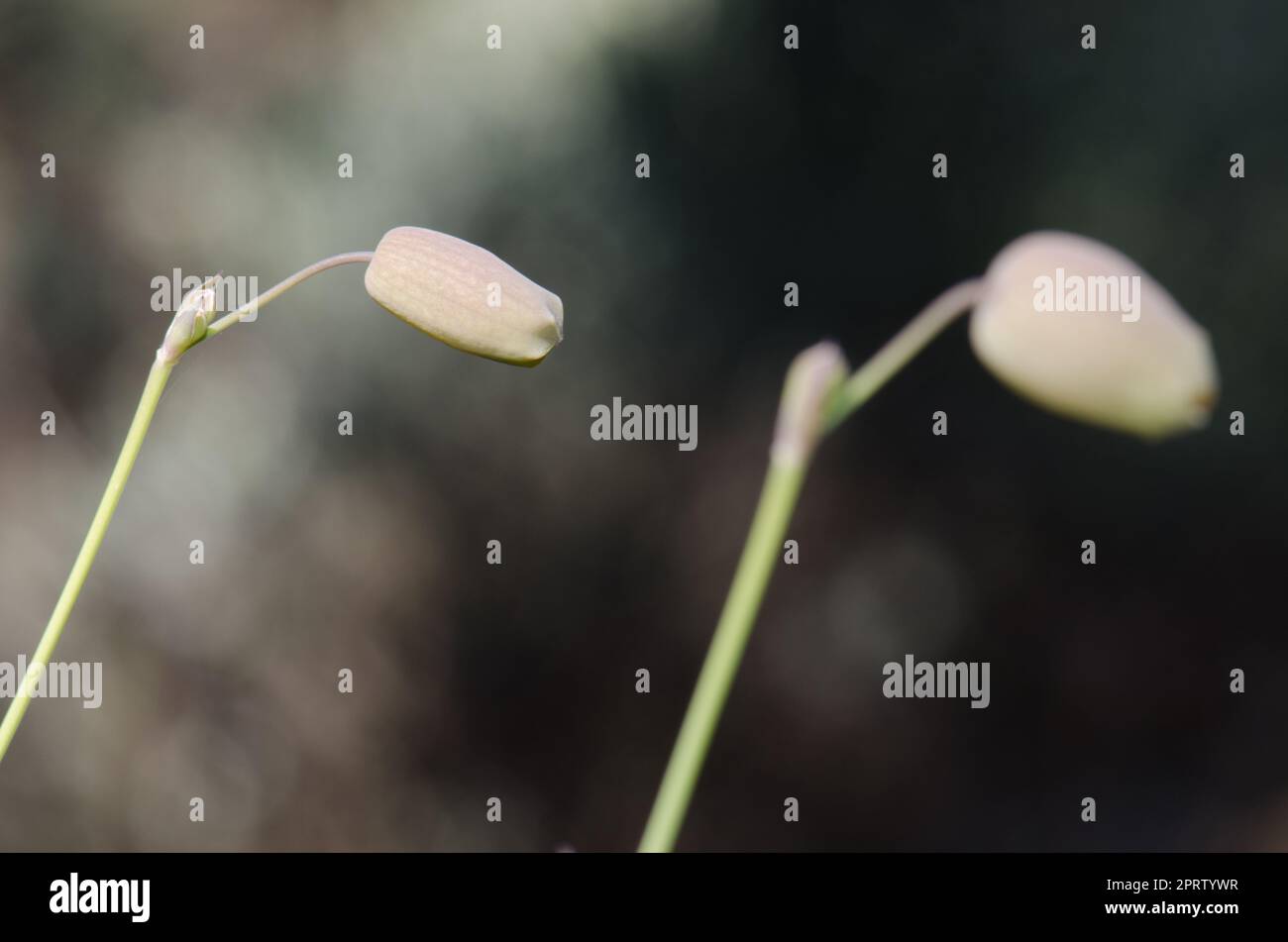 Buds of bladder campion Silene vulgaris. Integral Natural Reserve of ...