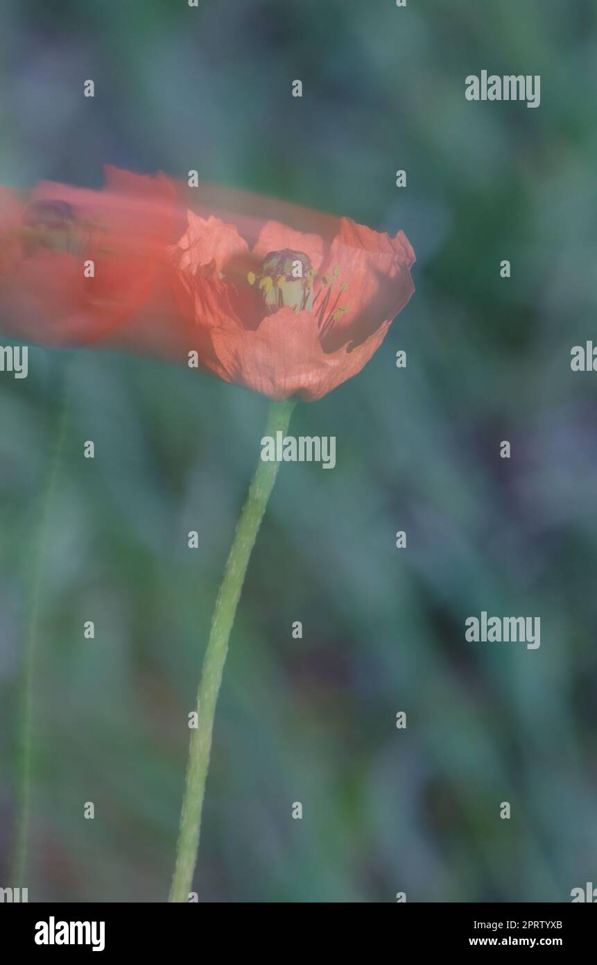 Flower of common poppy Papaver rhoeas moving by the wind. Picture blur ...