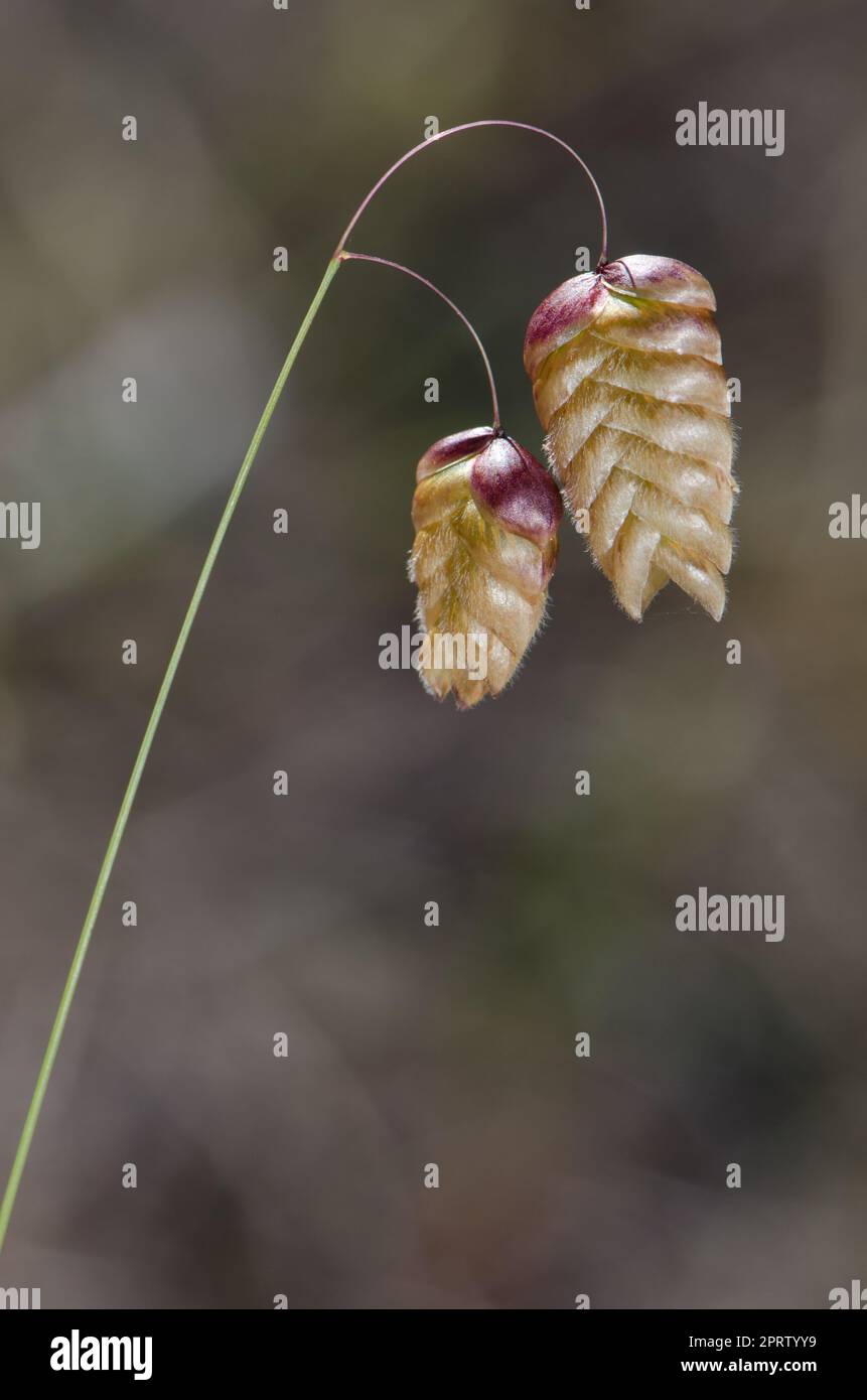 Inflorescences of big quaking grass Briza maxima. Integral Natural ...